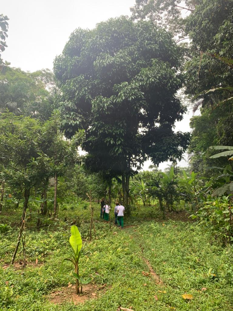 Apoyaremos la producción de 140 hectáreas de Cacay en Caquetá para el ...